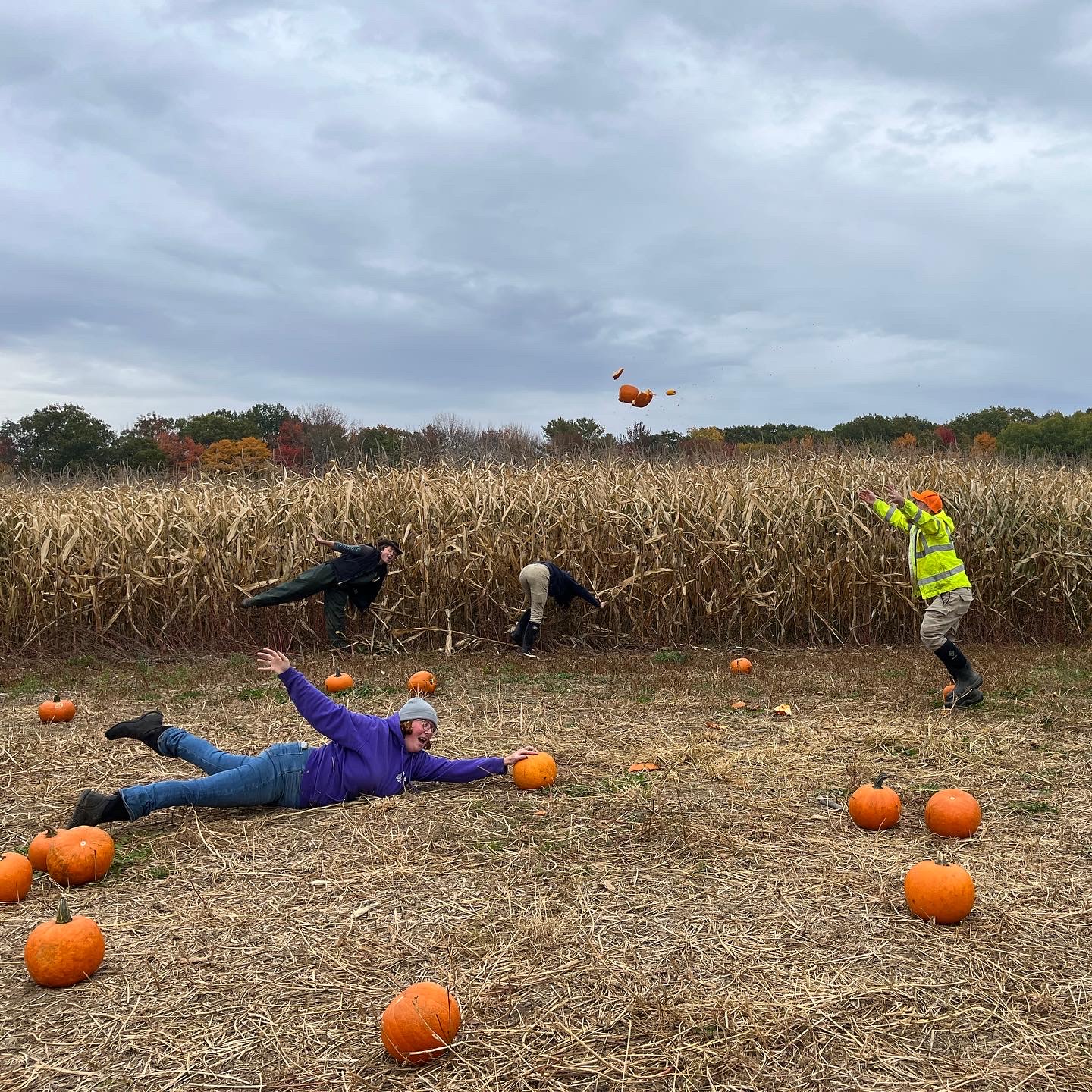 Surviving the Corn Maze: Tips & Tricks - Pineland Farms, Inc.