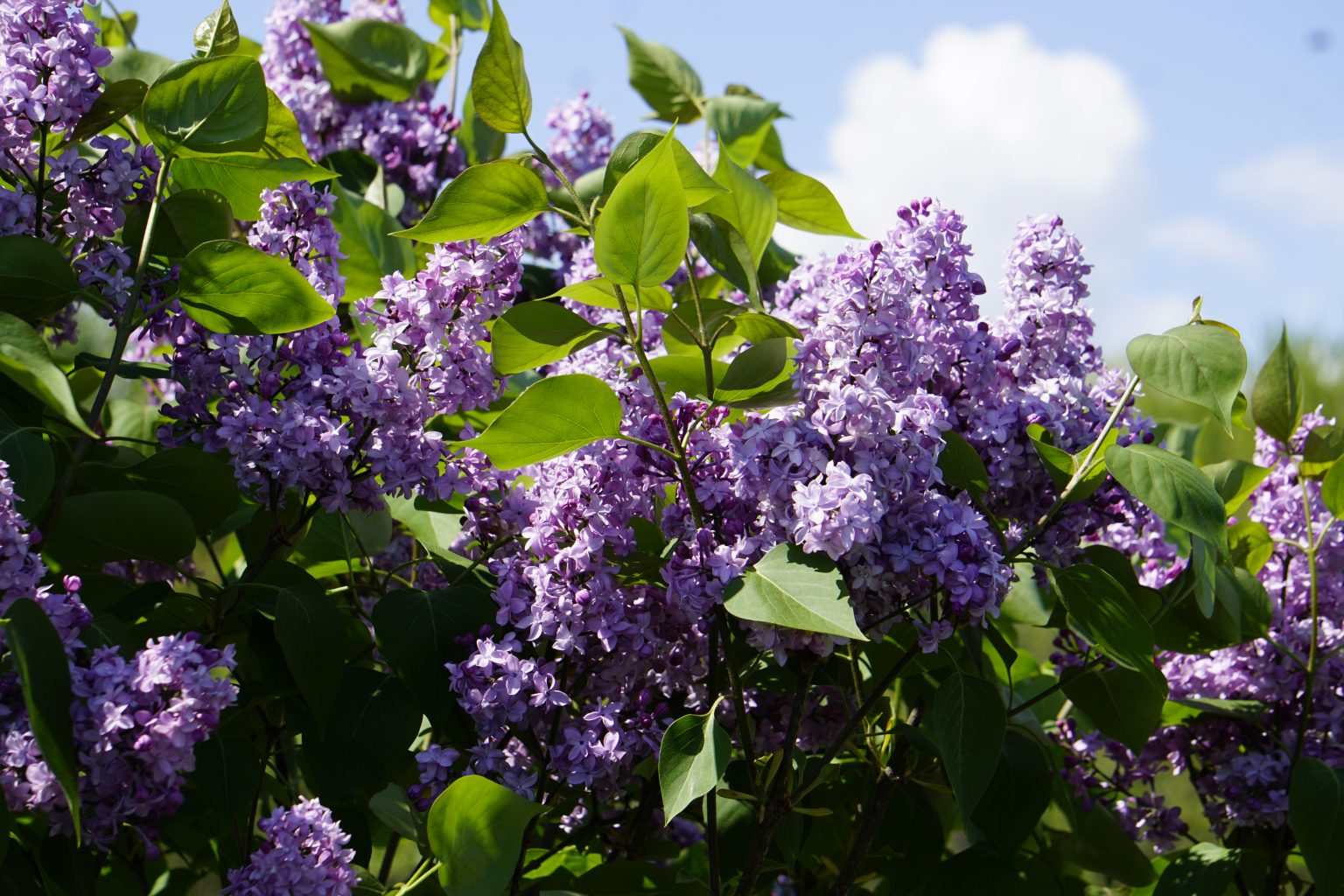 What’s in Bloom – The Lilac Garden - Pineland Farms, Inc.