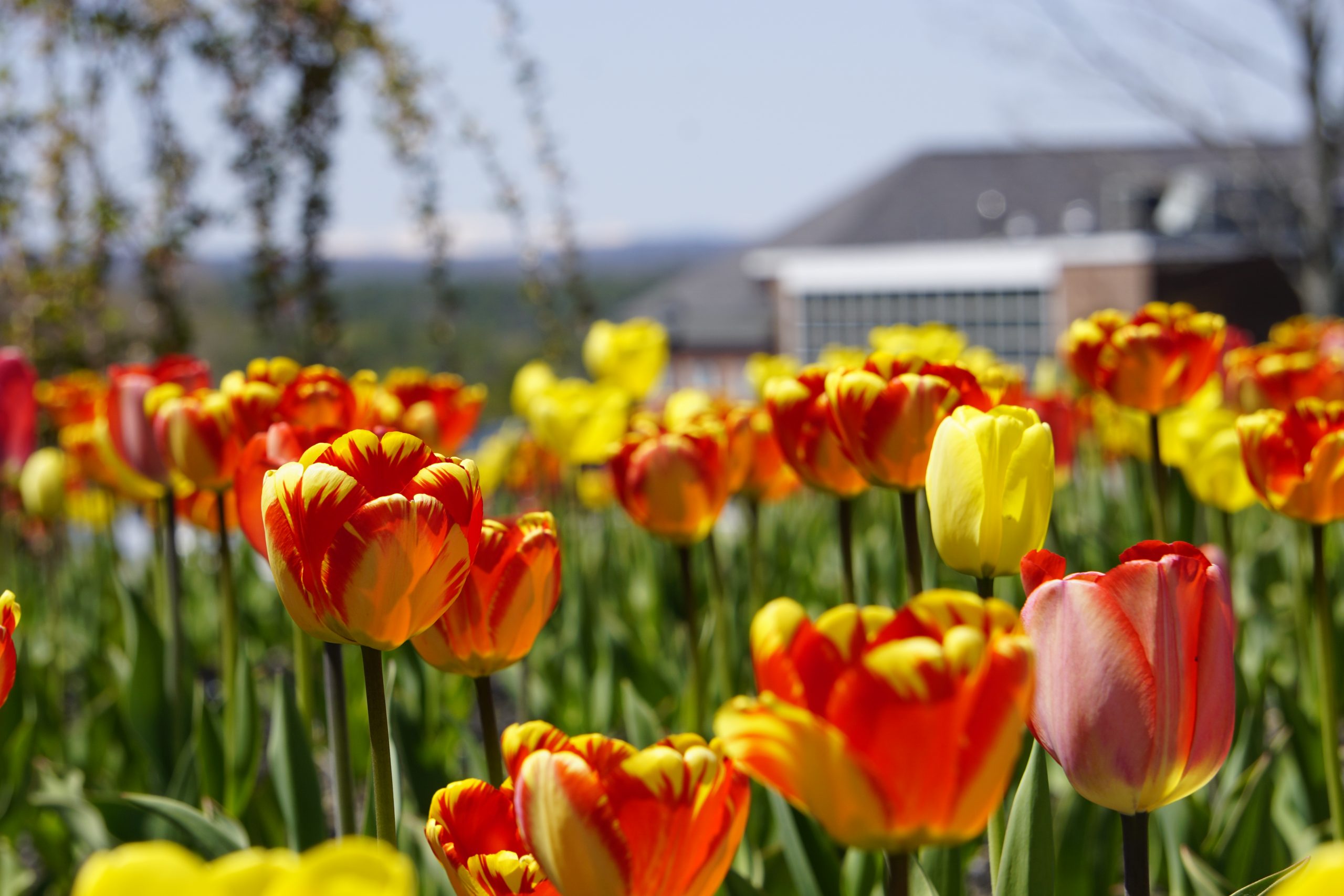 Step-by-step: Preparing Pineland Farms Flower Beds for Spring