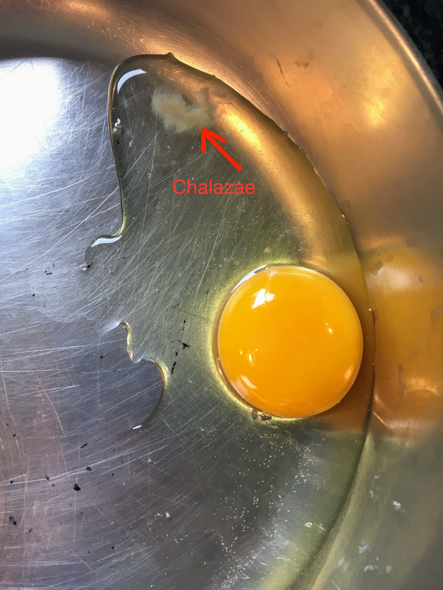 EGGCEPTIONAL ACTIVITIES TO DO AT HOME - Pineland Farms, Inc.