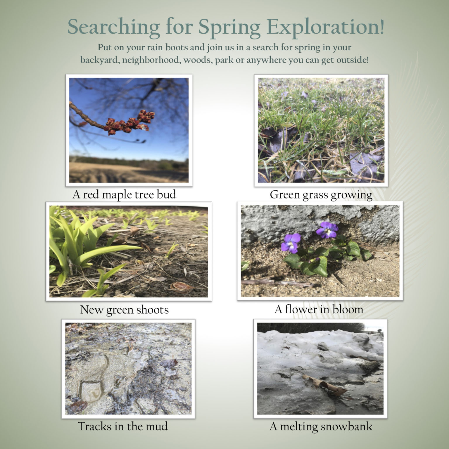 Searching for Spring Exploration - Pineland Farms, Inc.