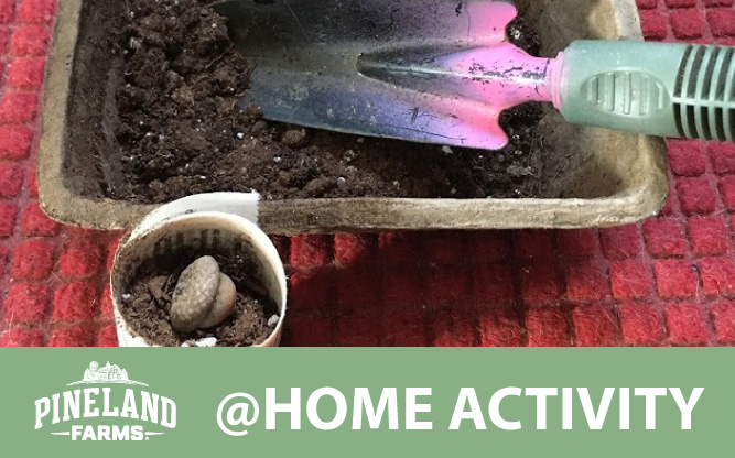 Make your own biodegradable planting pot! - Pineland Farms, Inc.