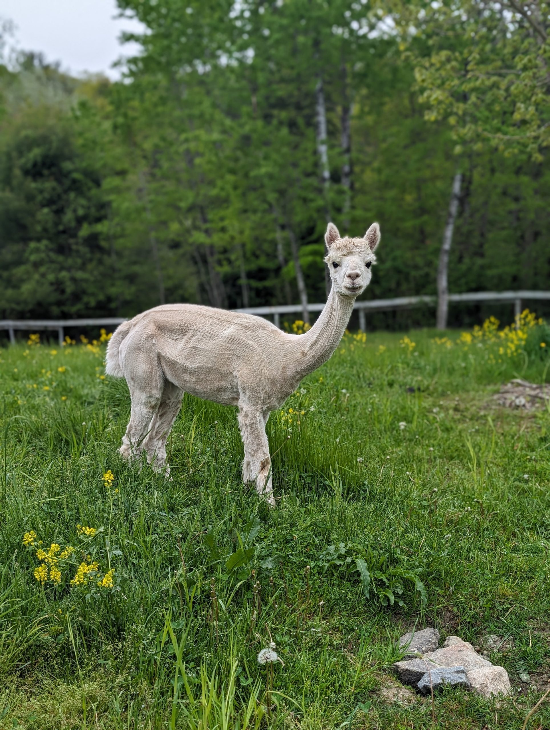Summer Farmyard Residents - Pineland Farms, Inc.