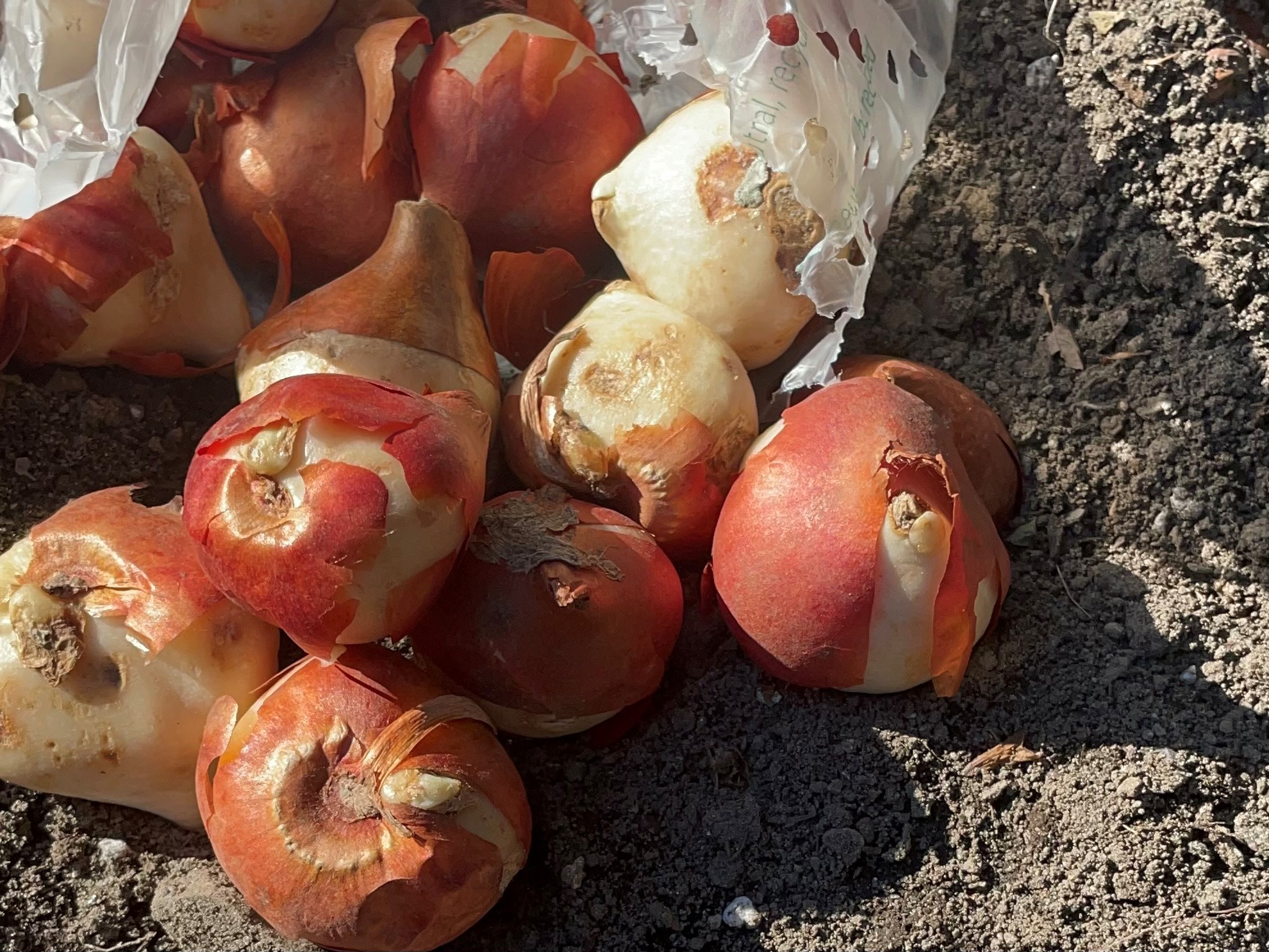 Step-by-step: Preparing Pineland Farms Flower Beds for Spring