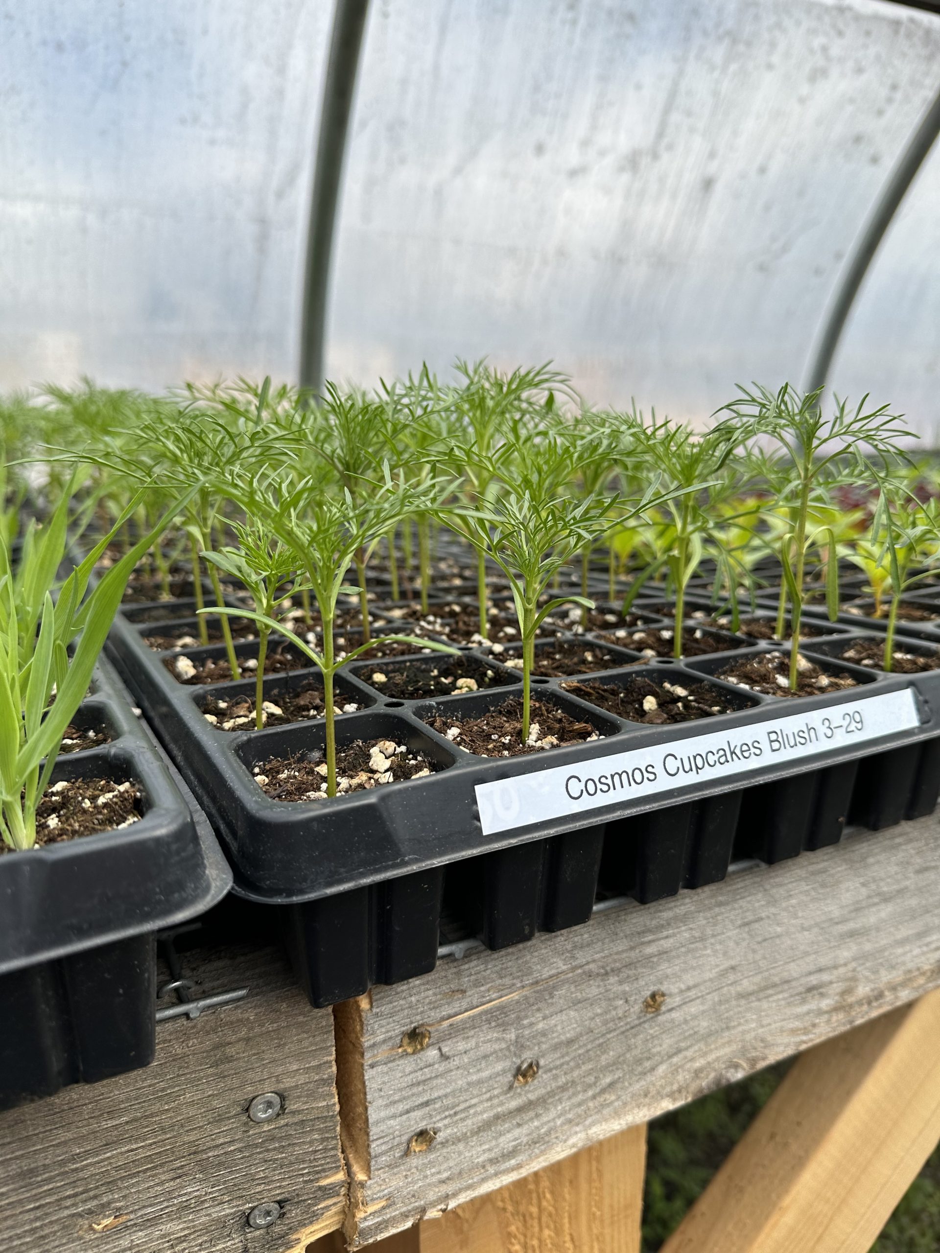 Three Greenhouses in Full Swing - Pineland Farms, Inc.