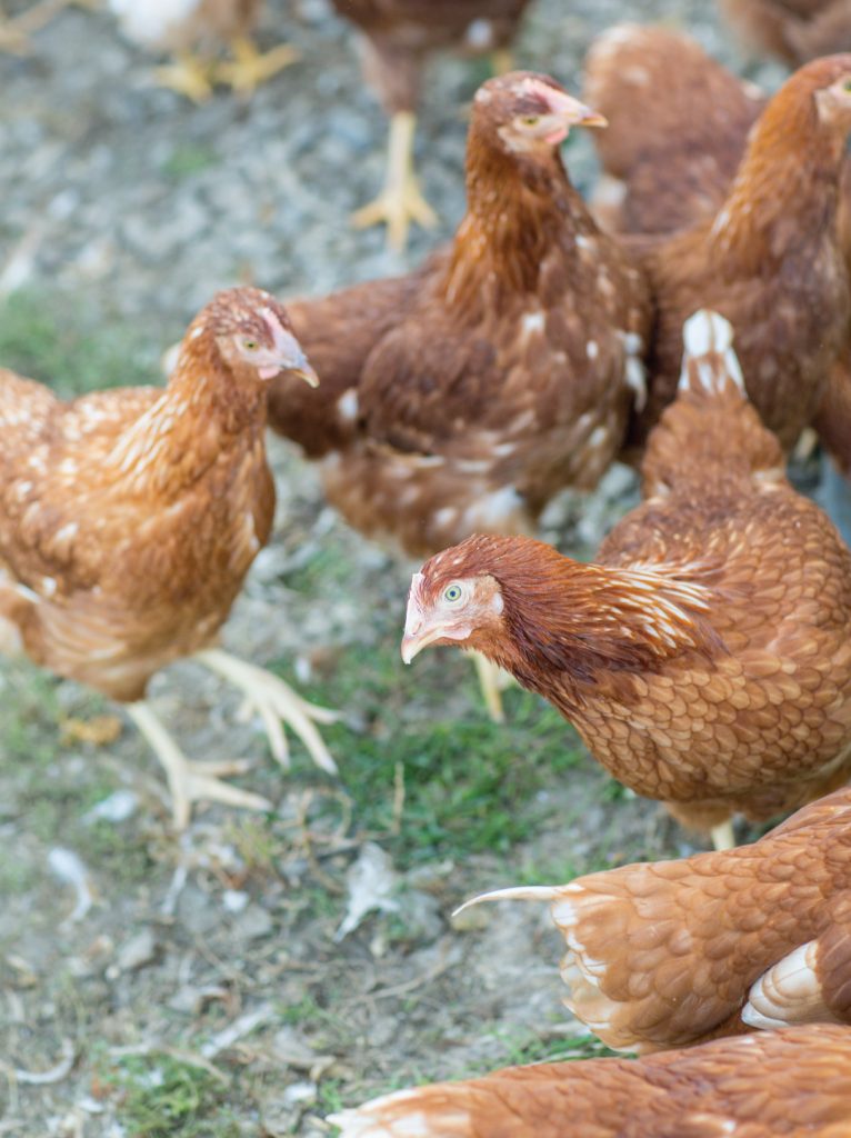 Farmyard Friends - Pineland Farms, Inc.