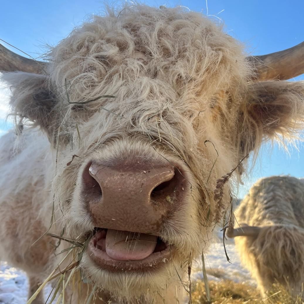 Highland Cattle: Meet Pineland Farms' Fuzzy Quintet - Pineland Farms, Inc.
