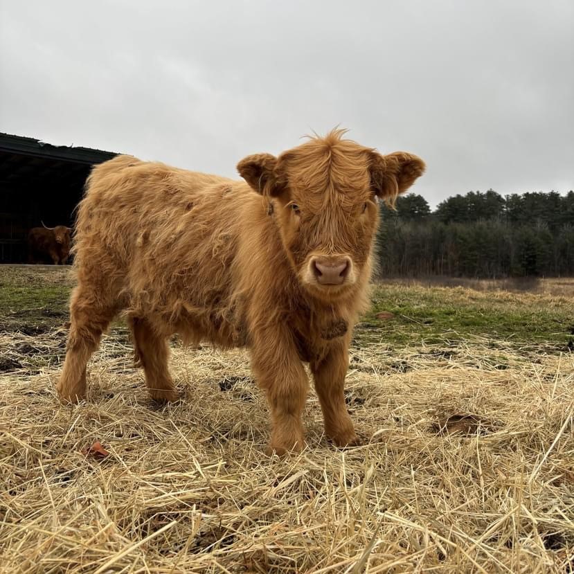 Highland Cattle: Meet Pineland Farms' Fuzzy Coos - Pineland Farms, Inc.