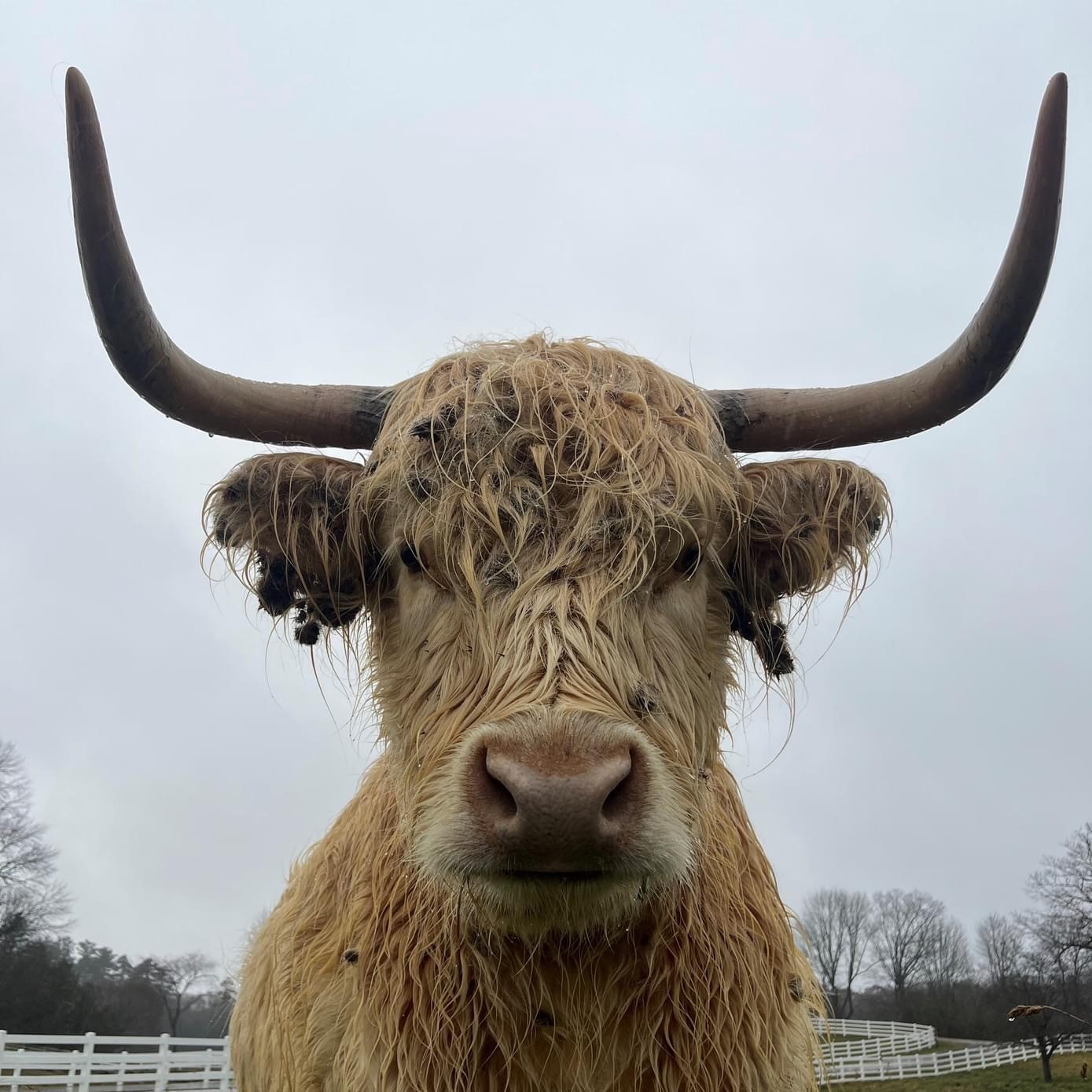 Highland Cattle: Meet Pineland Farms' Fuzzy Coos - Pineland Farms, Inc.