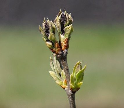 What’s in Bloom – The Lilac Garden - Pineland Farms, Inc.