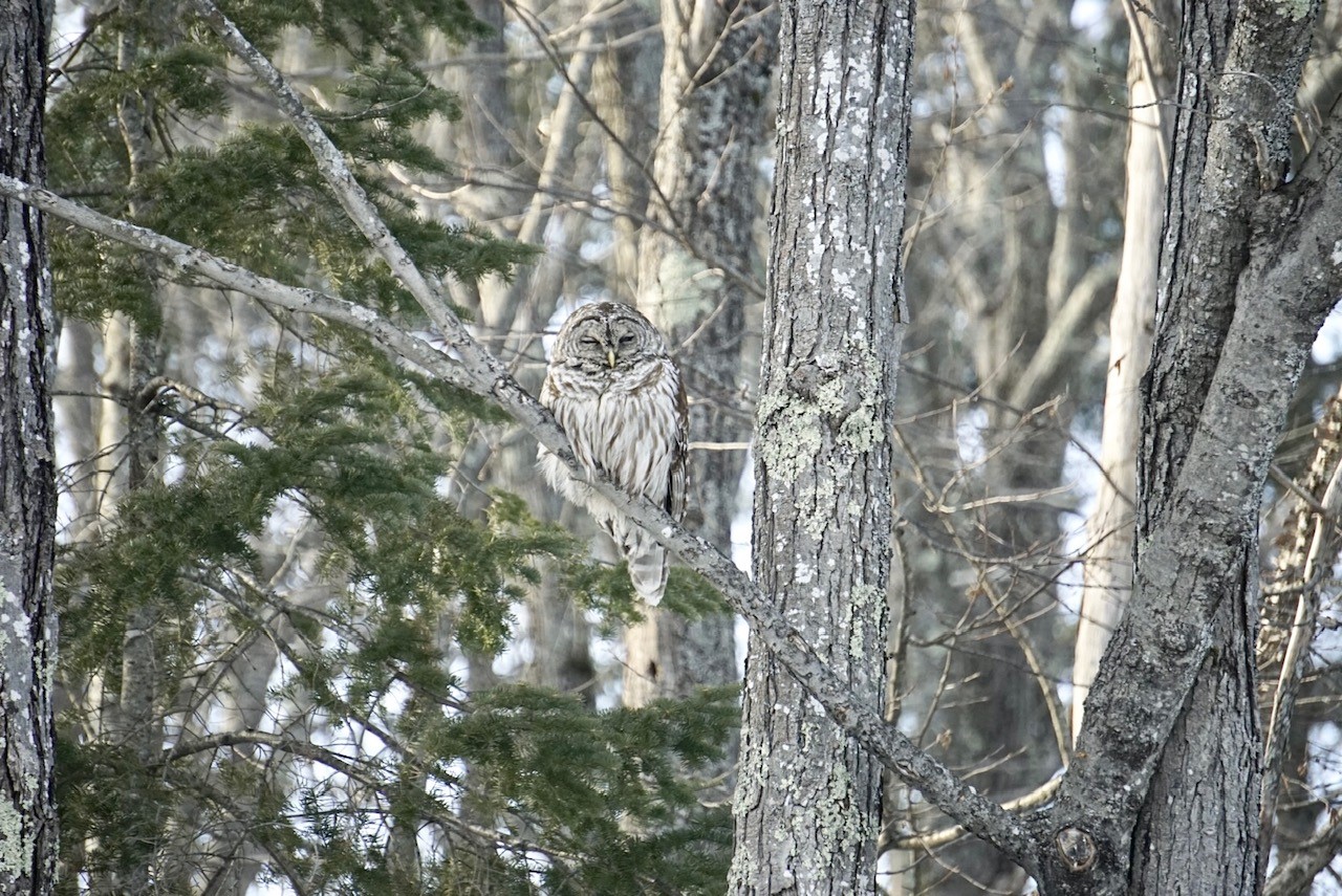 Dive-Bombing Owls - Pineland Farms, Inc.