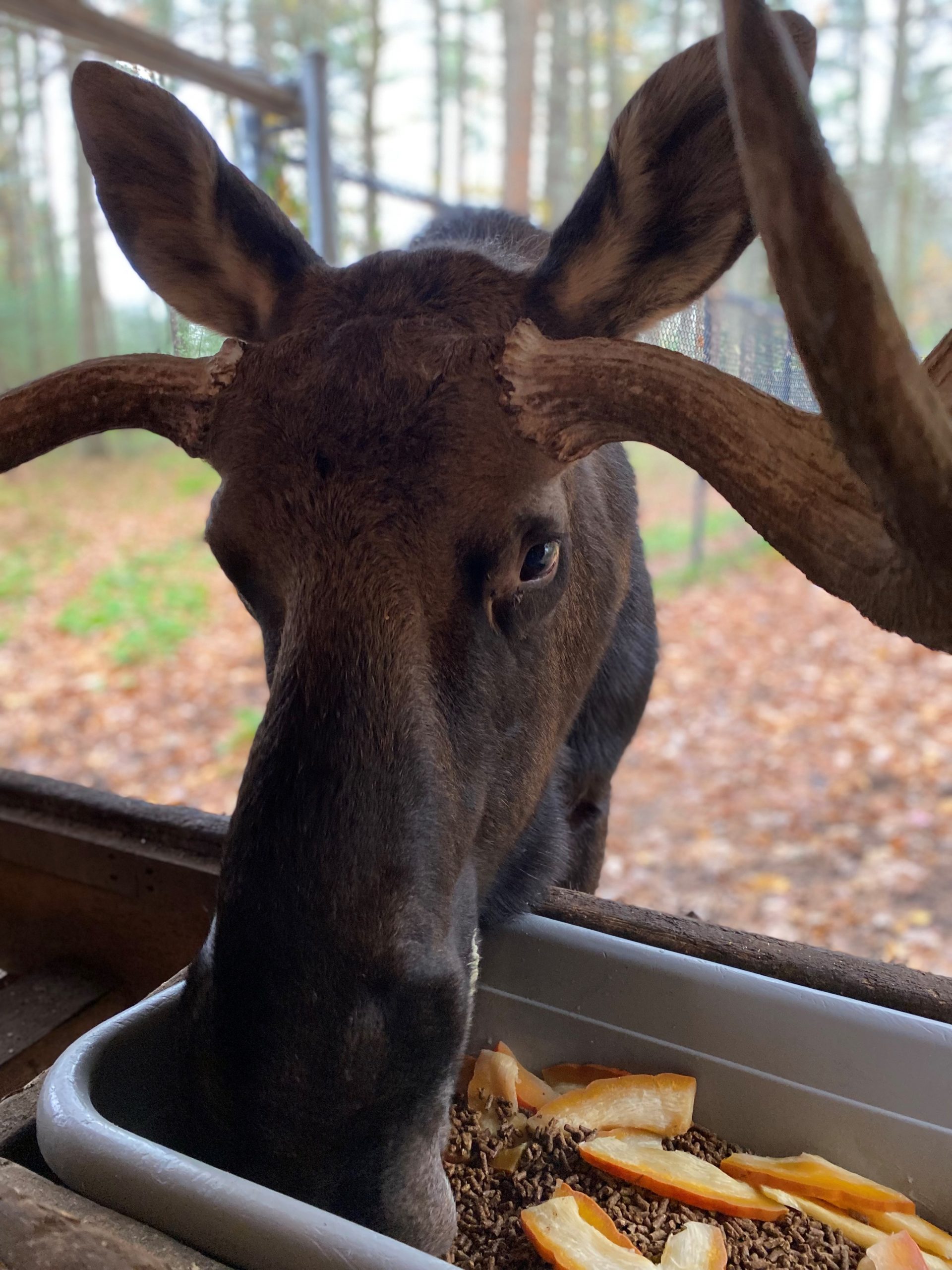 From Patch to Park: Pumpkins Enriching Wildlife Lives - Pineland Farms ...