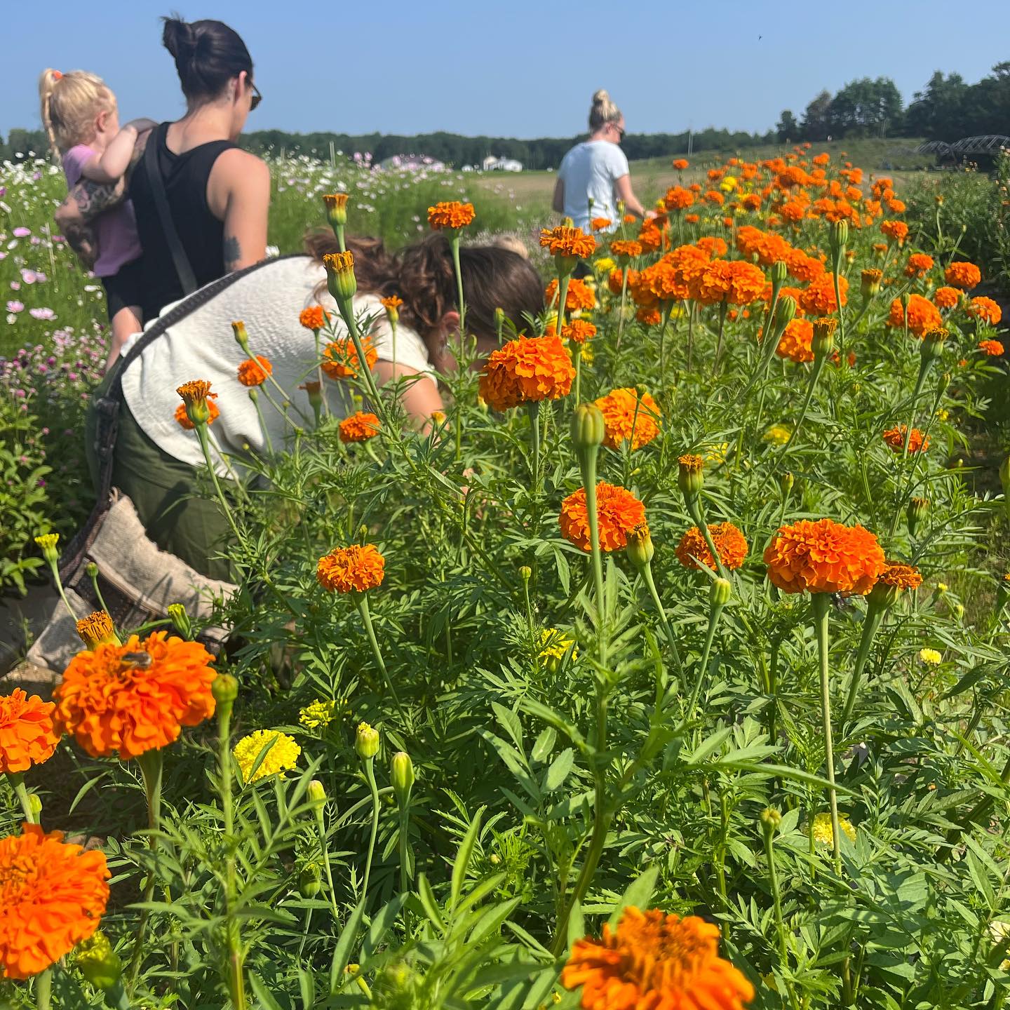 Cut Your Own Flowers - Pineland Farms, Inc.