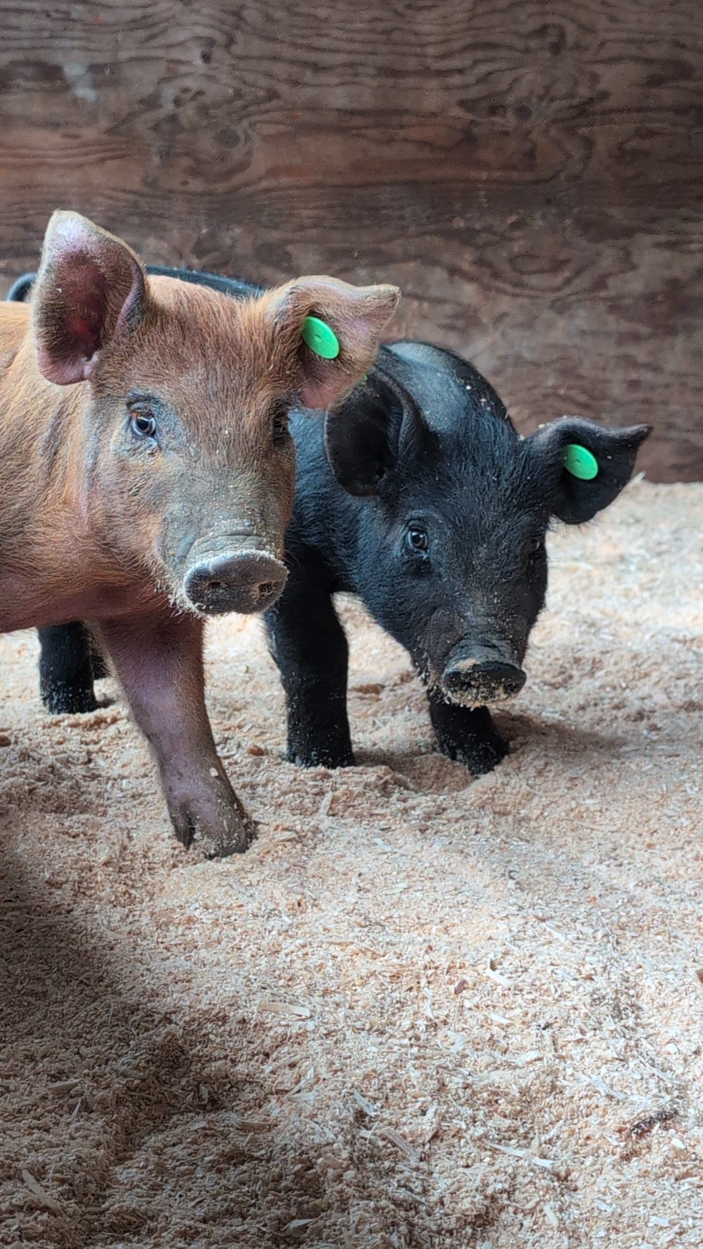Summer Farmyard Residents - Pineland Farms, Inc.